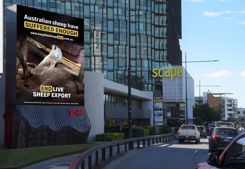 Keep The Sheep Here | Stop Live Exports Campaign