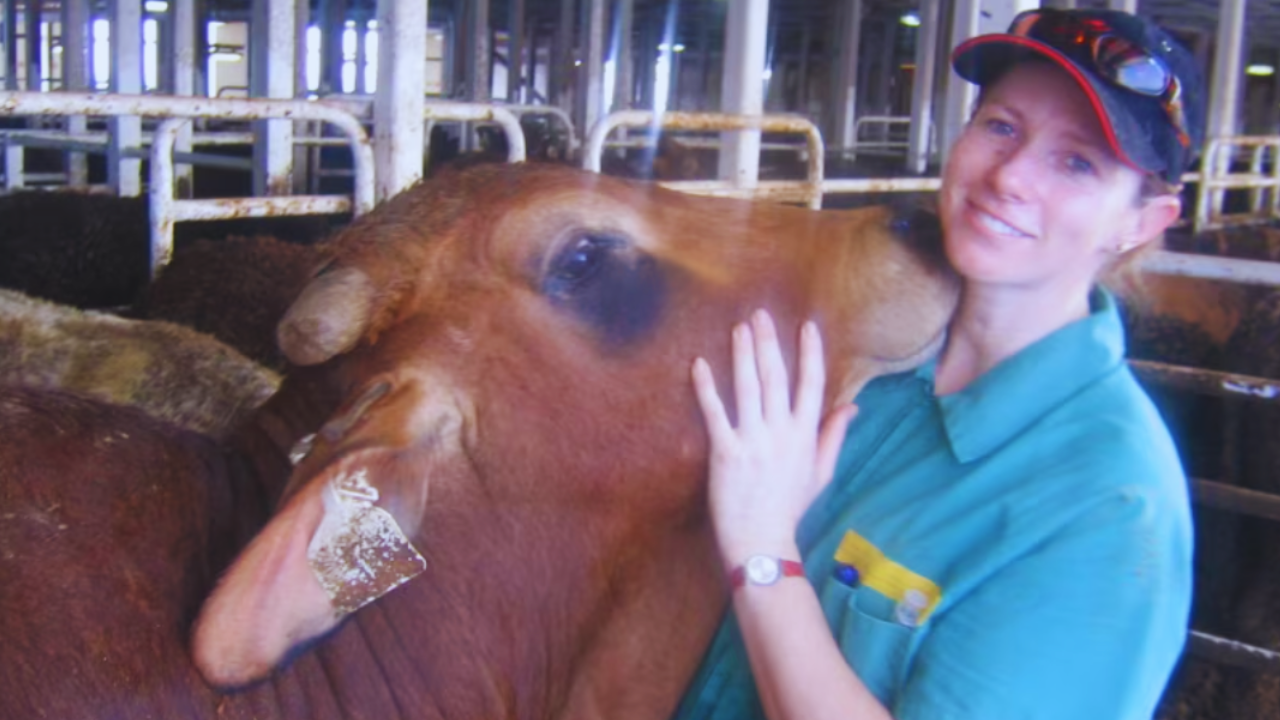 Why Live Export Can’t Be Made Humane: Dr Lynn Simpson’s Expert Testimony